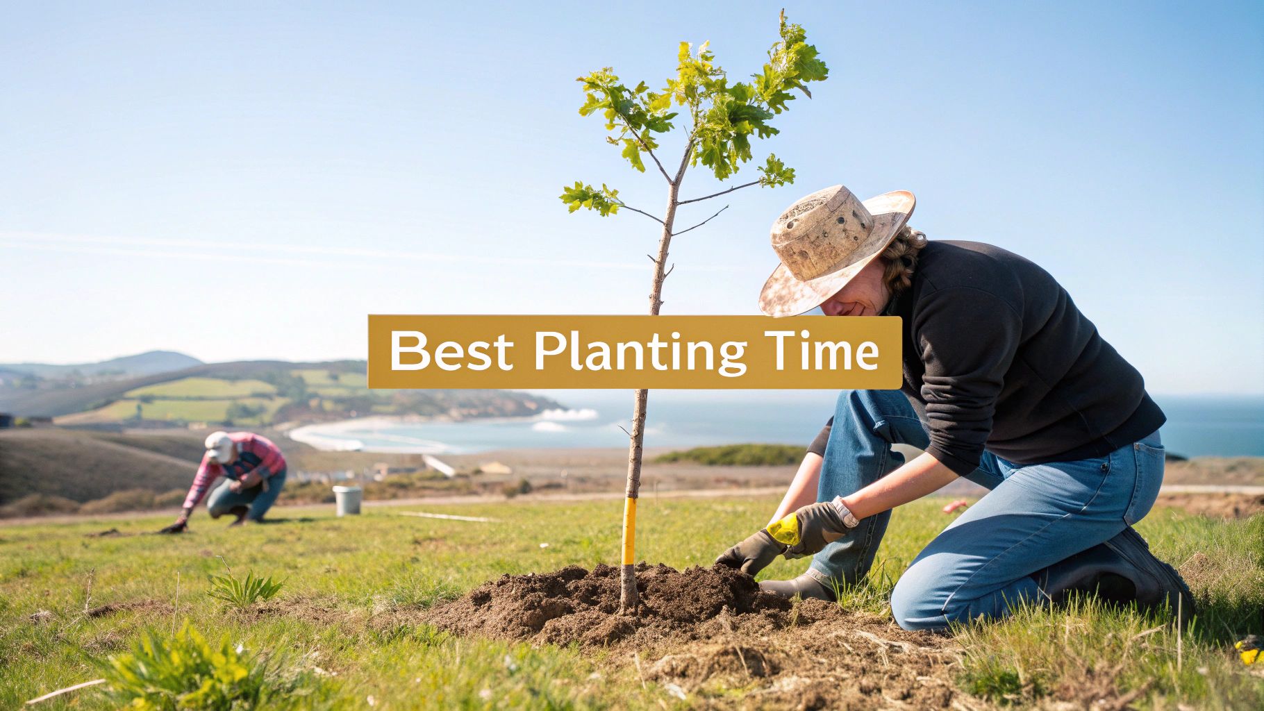 Best Time to Plant Trees: Your Guide for South Texas - Fischer Landscaping